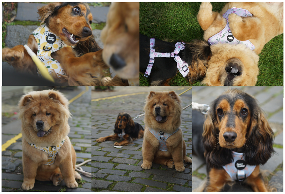Raya & Maya – FurrBaby